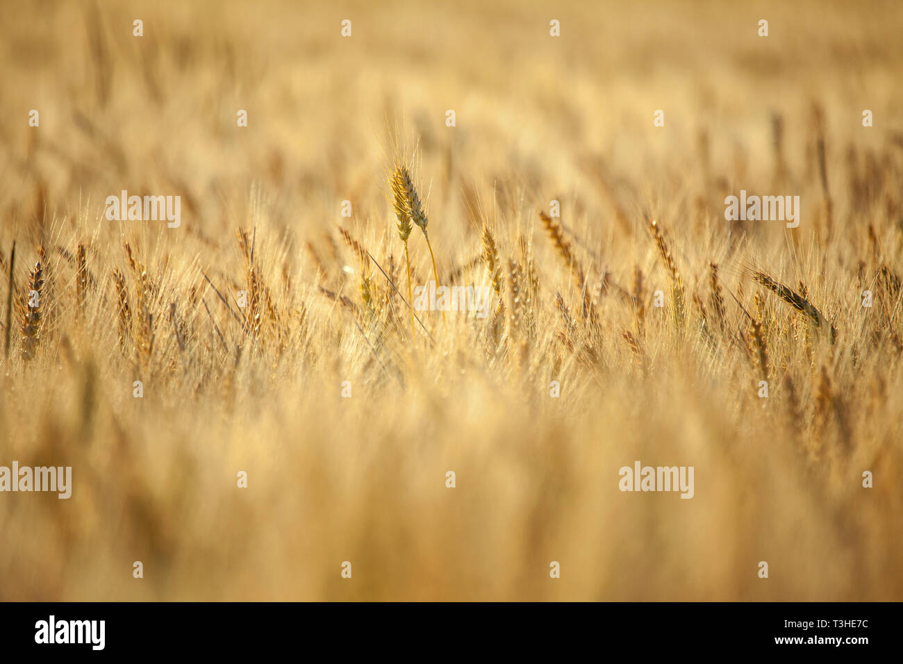 Washington grain hi-res stock photography and images - Alamy