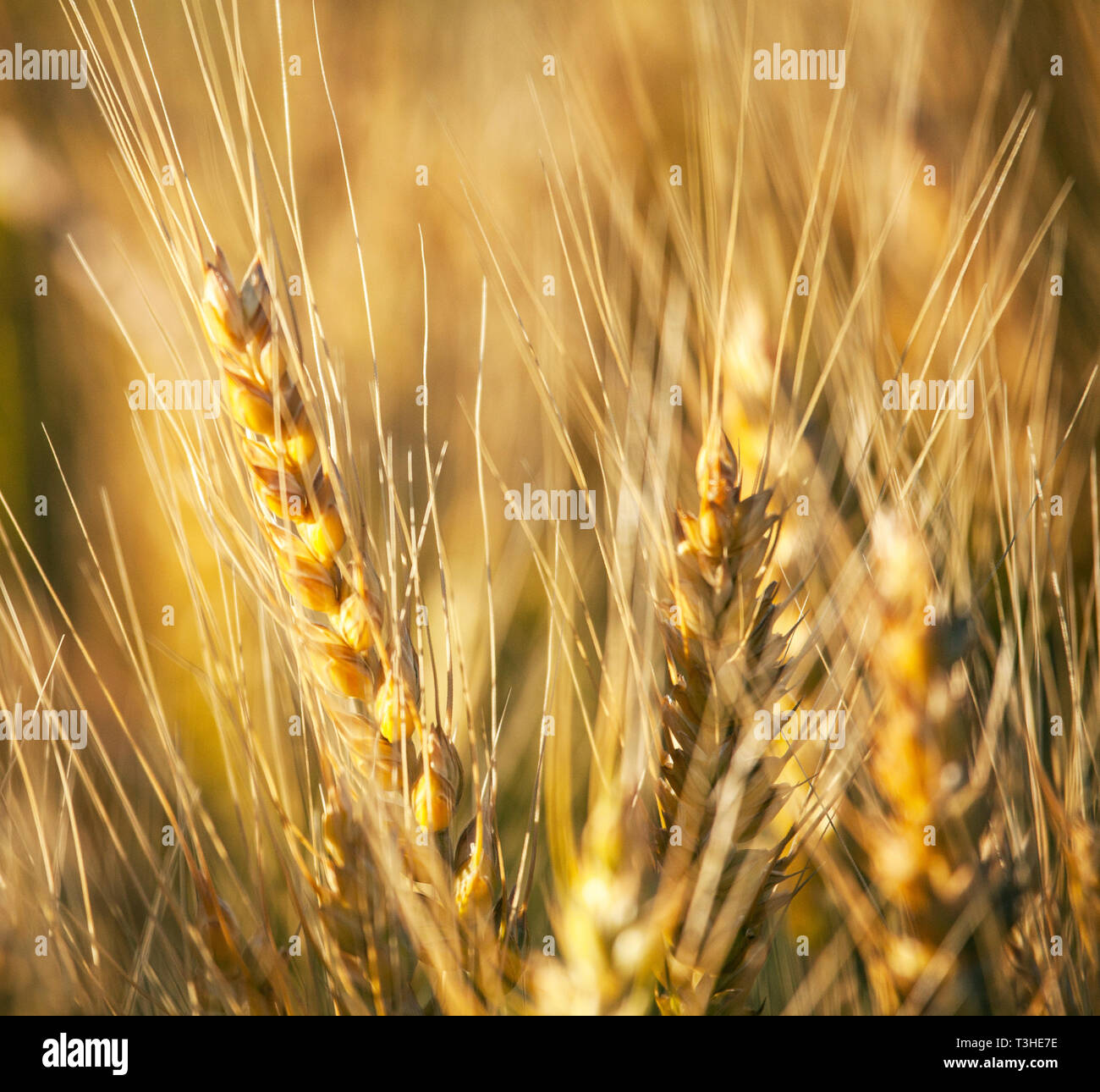 Wheat field with road hi-res stock photography and images - Alamy