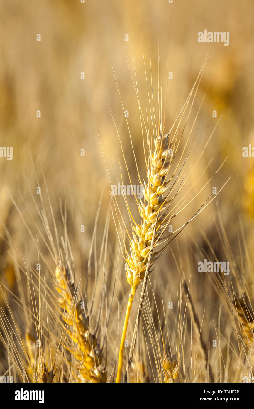 WA14689-00...WASHINGTON - Wheat field at the cross roads of Hills Road ...
