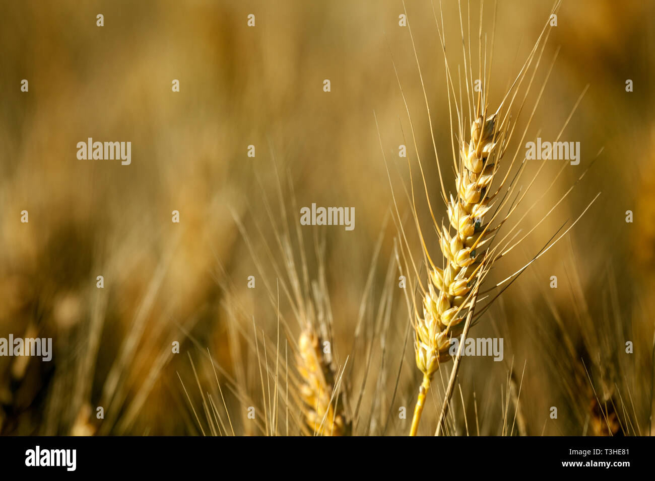 WA14690-00...WASHINGTON - Wheat field at the cross roads of Hills Road ...
