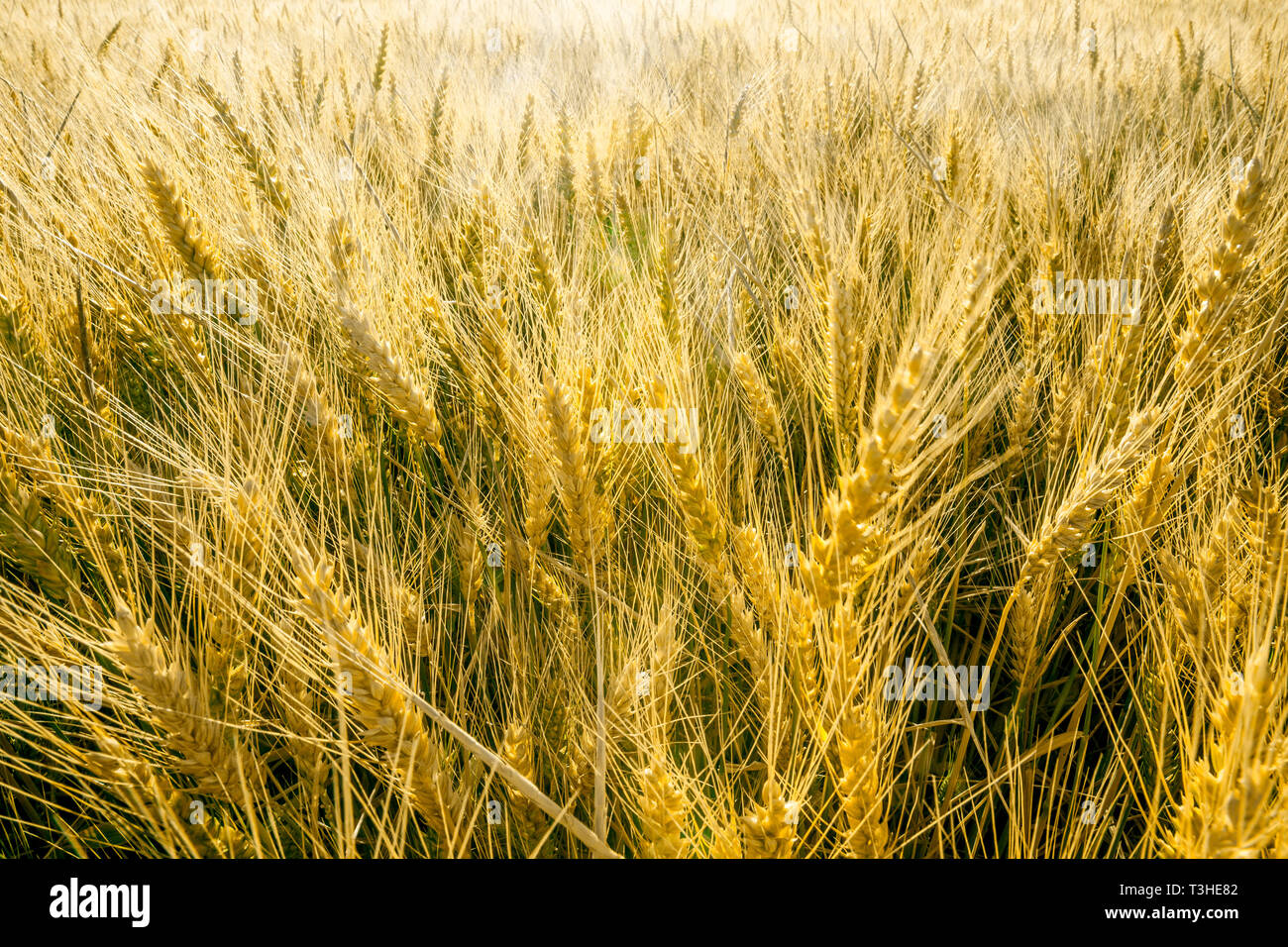 Northwest field hi-res stock photography and images - Alamy