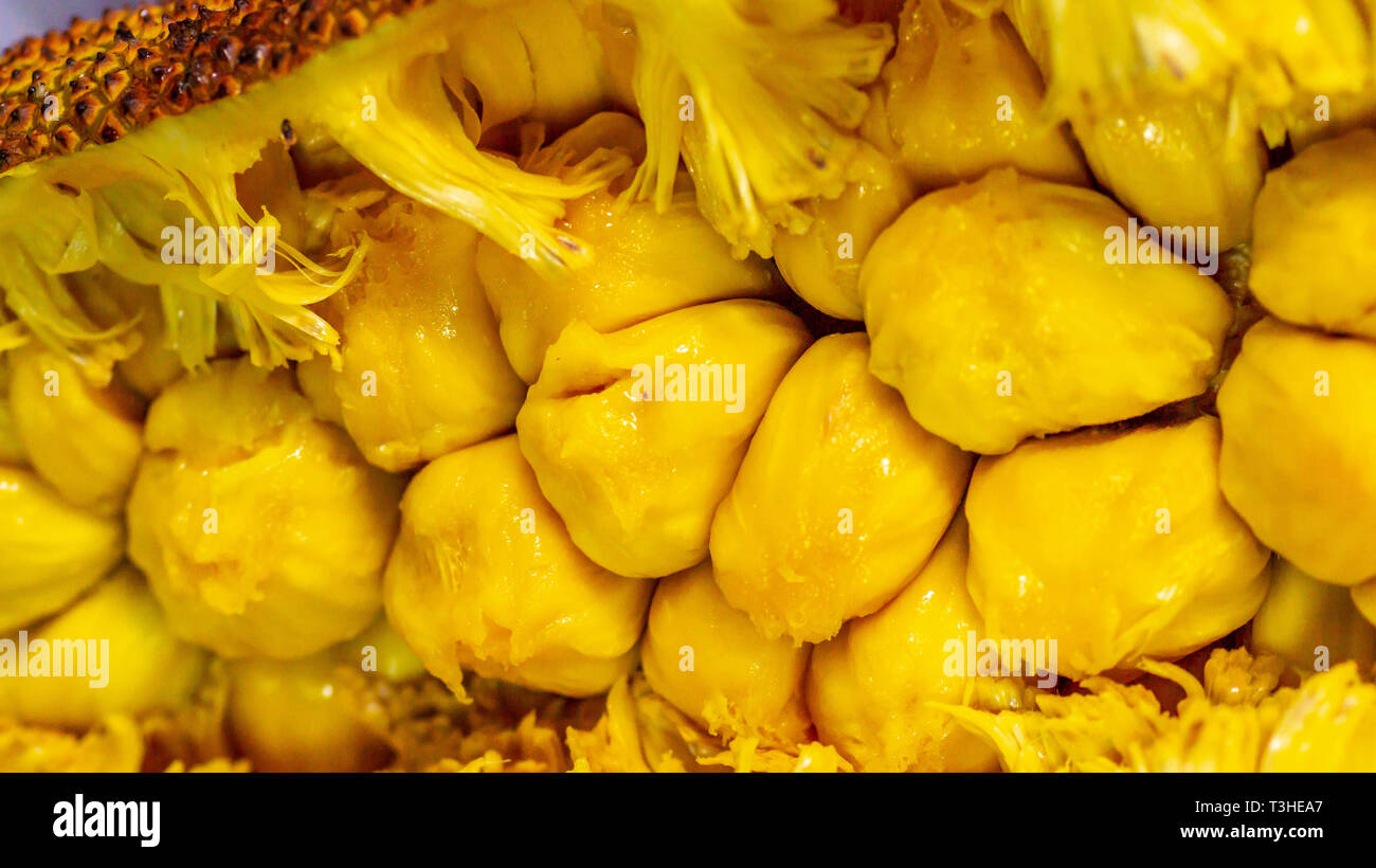 Closeup of cempedak (Artocarpus integer). This fruit is native to South ...