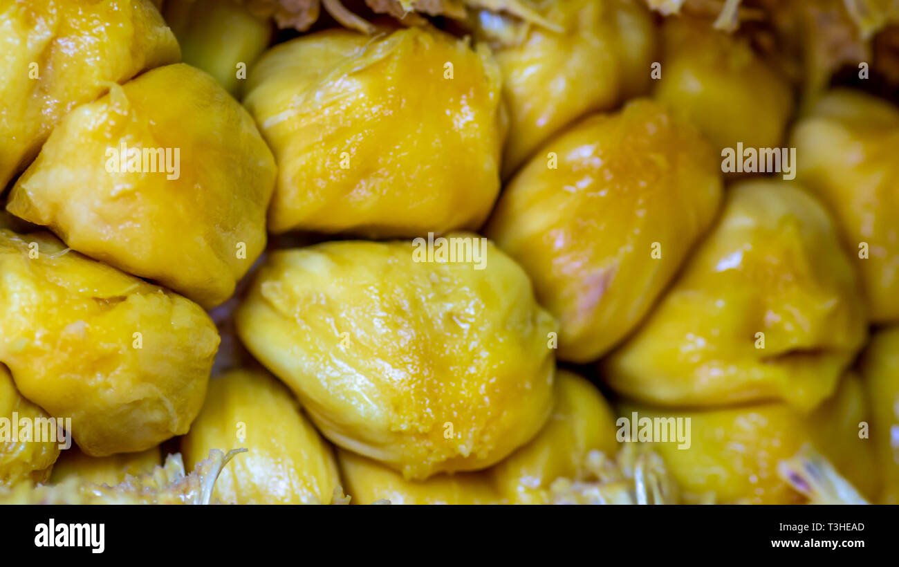 Closeup of cempedak (Artocarpus integer). This fruit is native to South ...