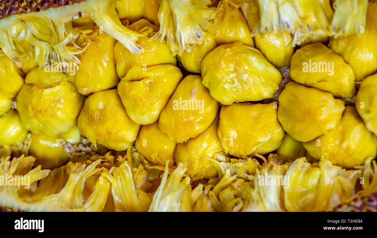 Closeup of cempedak (Artocarpus integer). This fruit is native to South ...