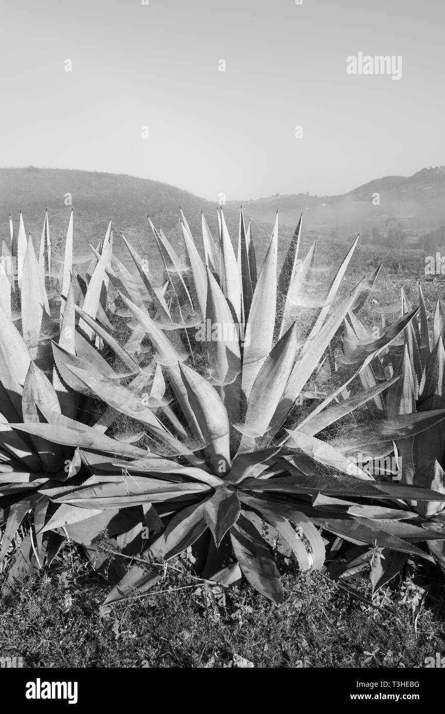 Local green grass field Black and White Stock Photos & Images - Alamy