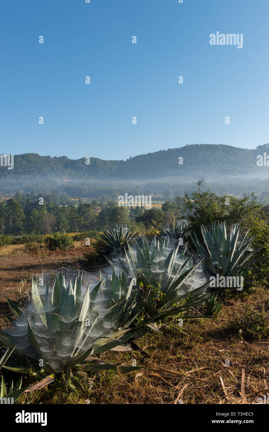 Vertical picture of local vegetation during morning fog close to Inle ...