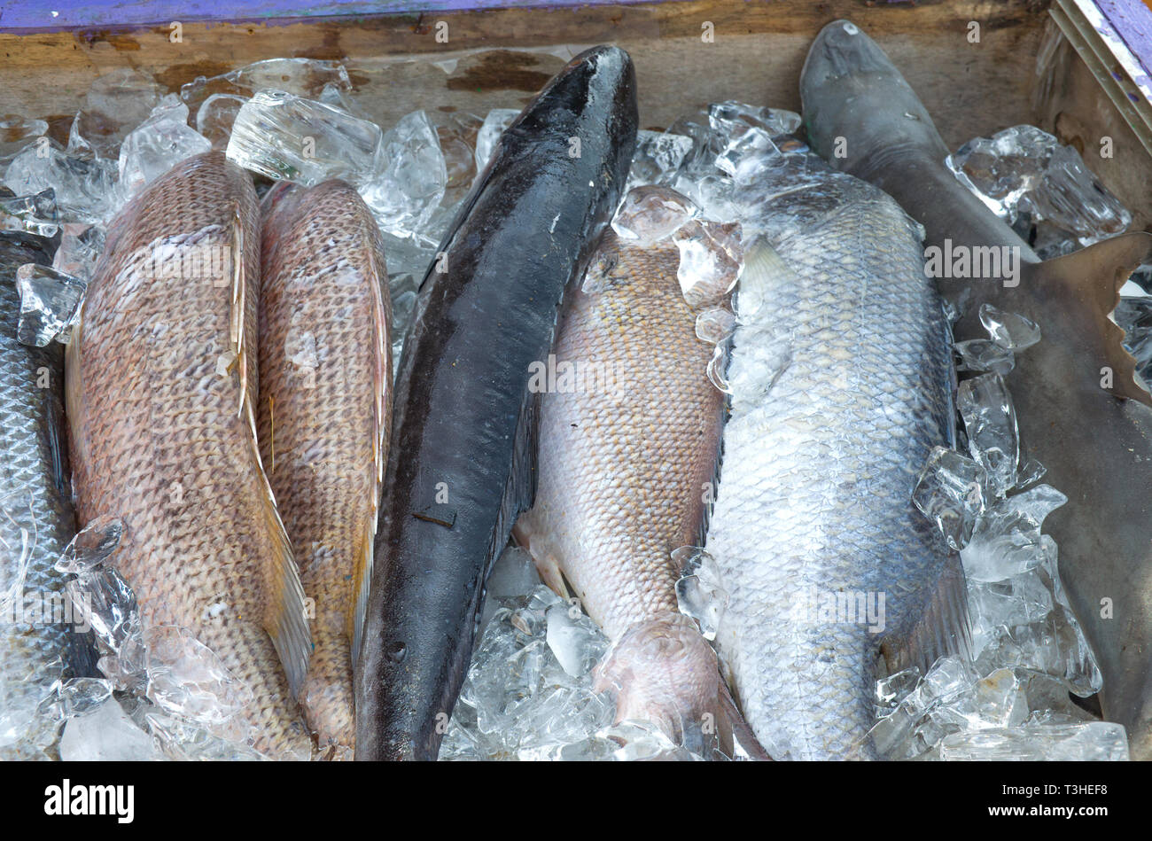 Fresh barracuda fish market hi-res stock photography and images - Alamy