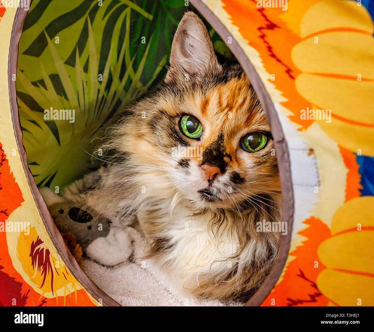 Collapsible cat cube hi-res stock photography and images - Alamy