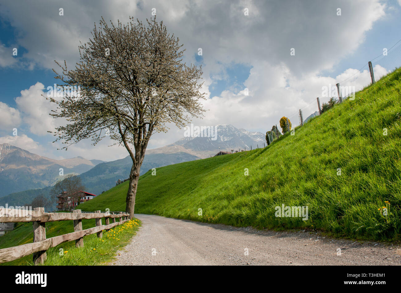 spring season with flowering tree Stock Photo - Alamy
