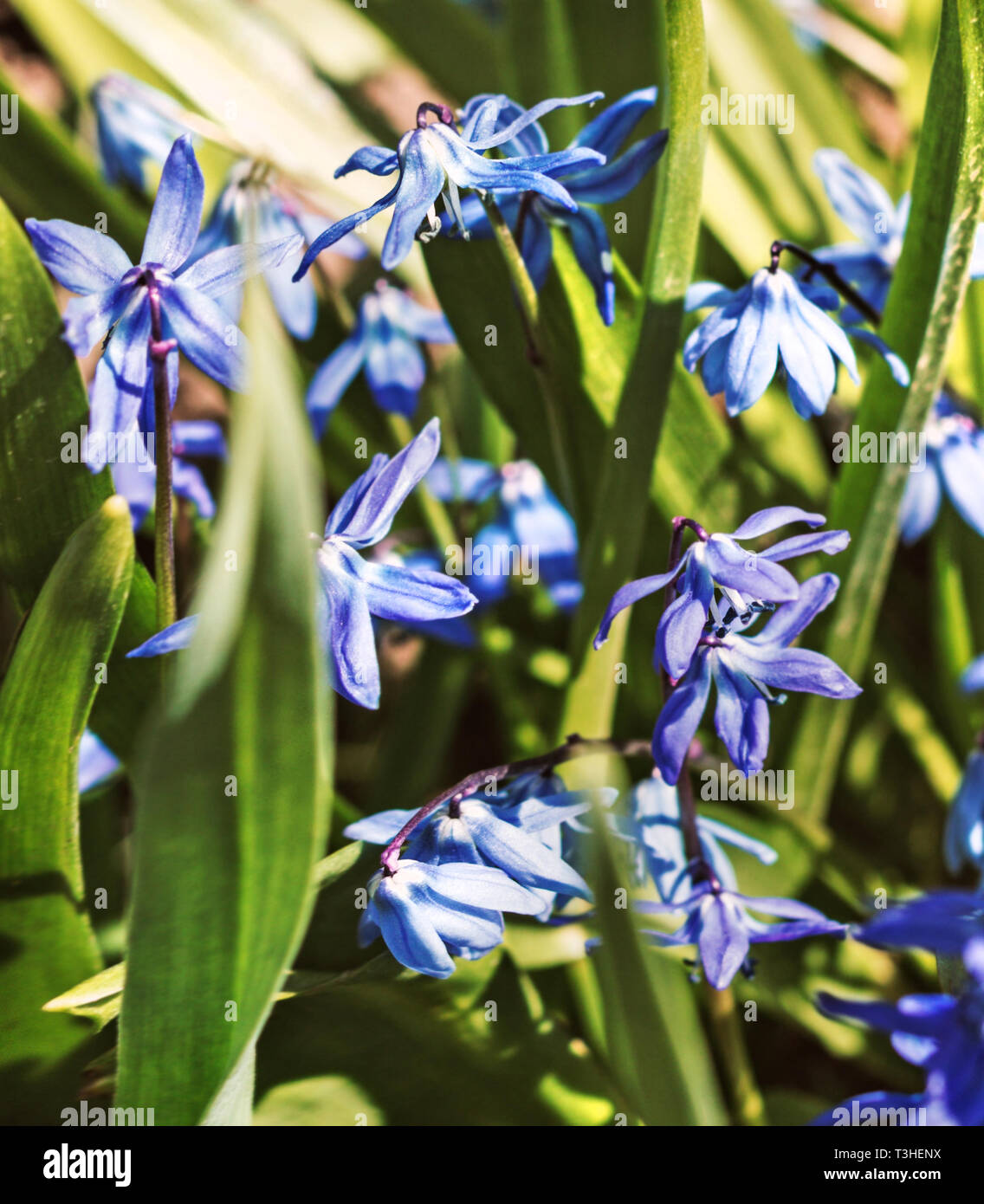 Scilla blue beauty flowers at spring sunny weather Stock Photo - Alamy