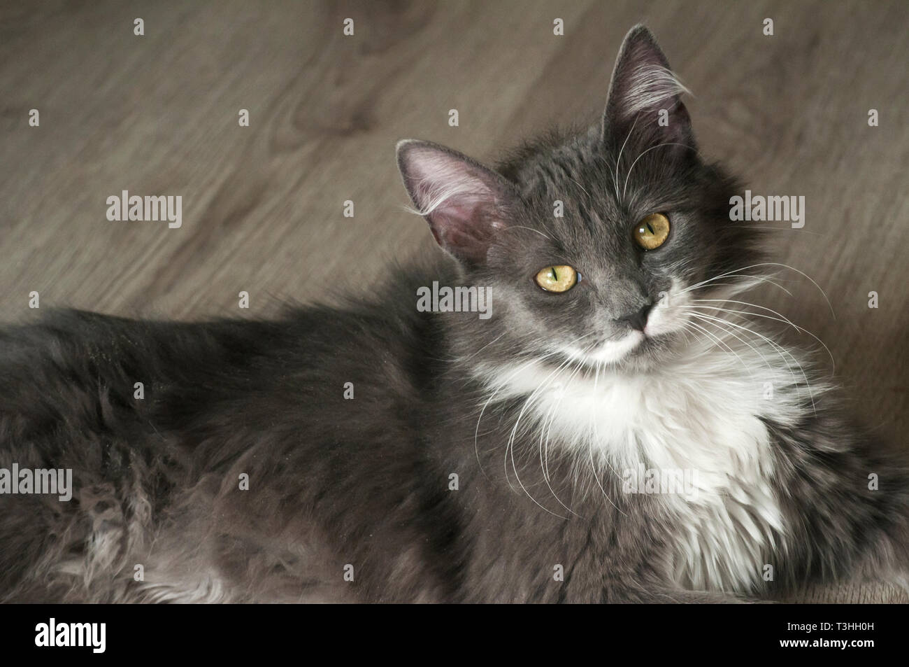 Young gray female cat lying on wooden floor Stock Photo - Alamy