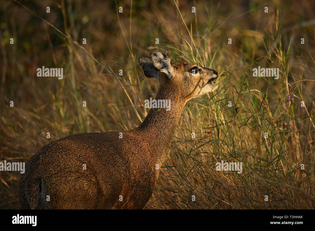 Klippspringer / Klipspringer / Oreotragus oreotragus Stock Photo - Alamy