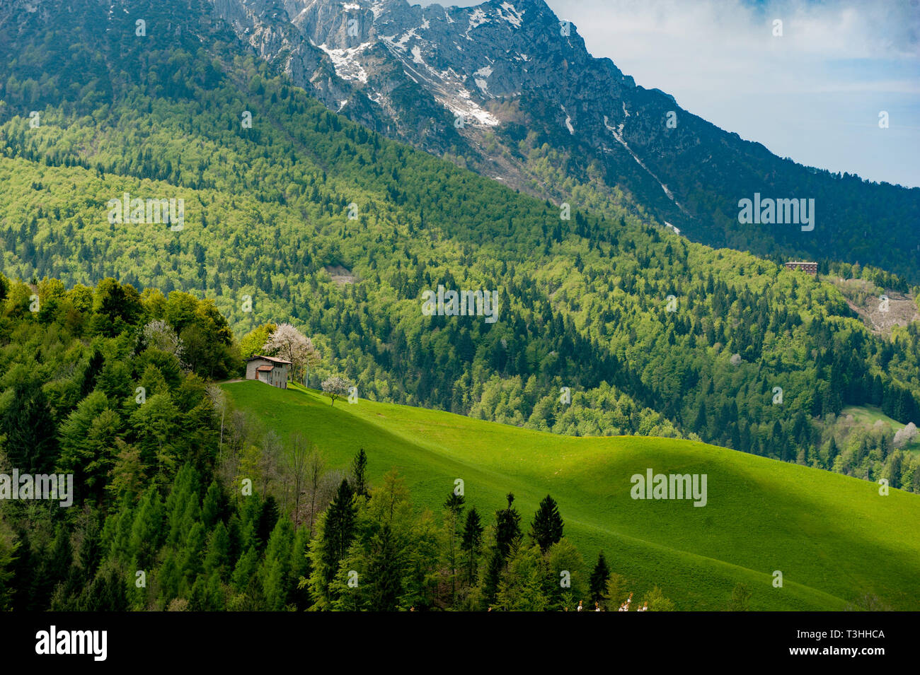 spring season with flowering tree Stock Photo - Alamy