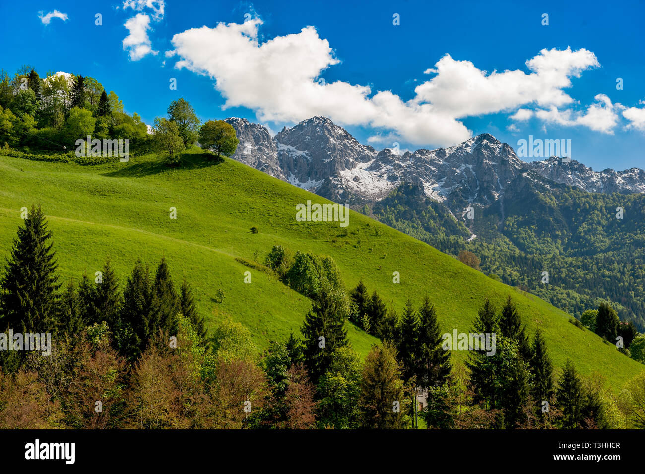 spring season with flowering tree Stock Photo - Alamy