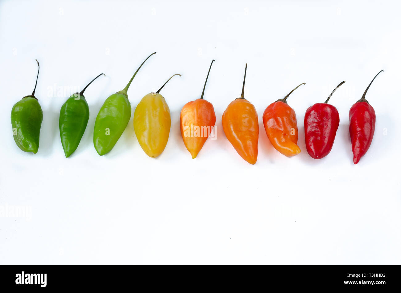 Chilies of various kind in row on white background. Pepper. Chili ...
