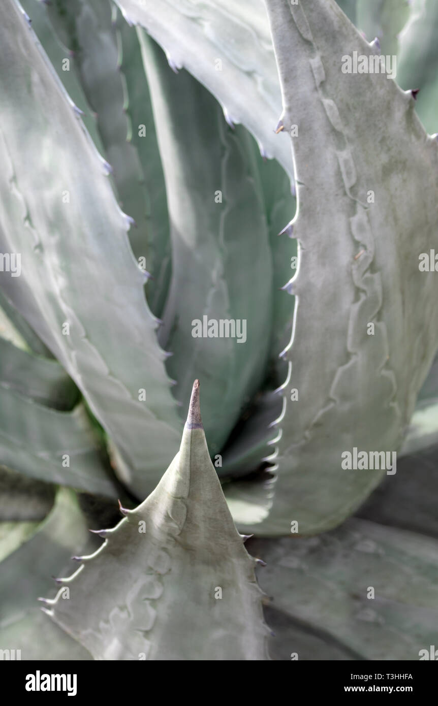 Agave succulent plant freshness texture on leaves surface with thorn of ...