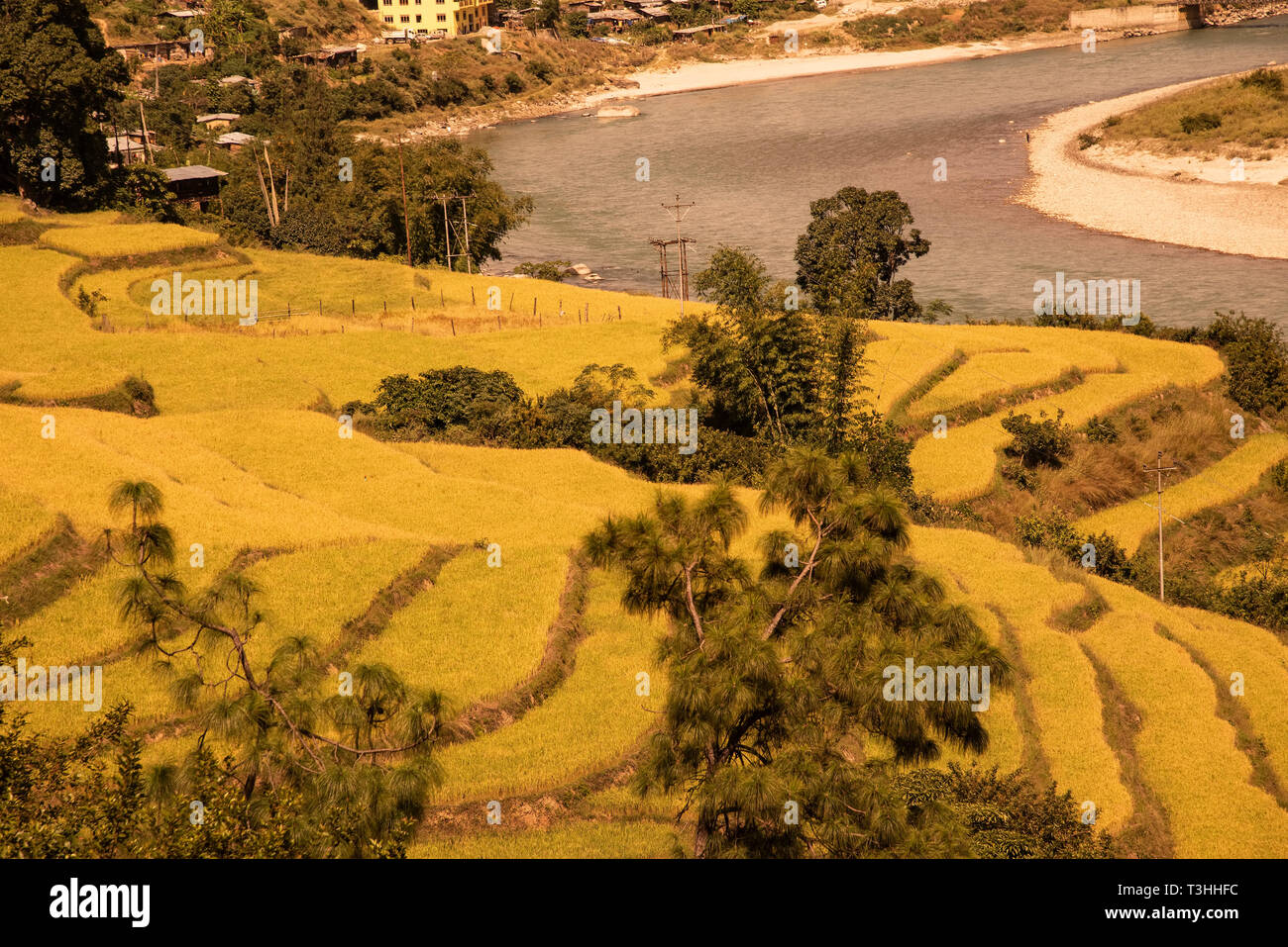Yellow paddy field hi-res stock photography and images - Alamy