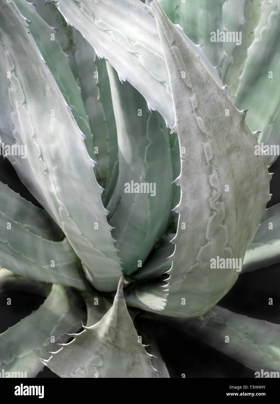 Agave americana houseplant hi-res stock photography and images - Alamy
