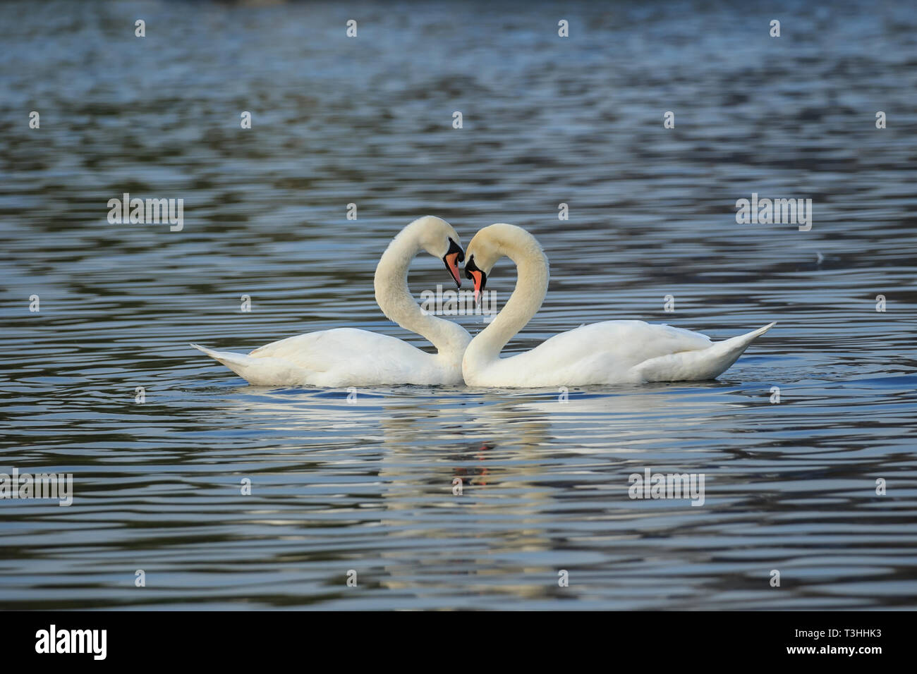Pond spring animal courtship breeding hi-res stock photography and ...