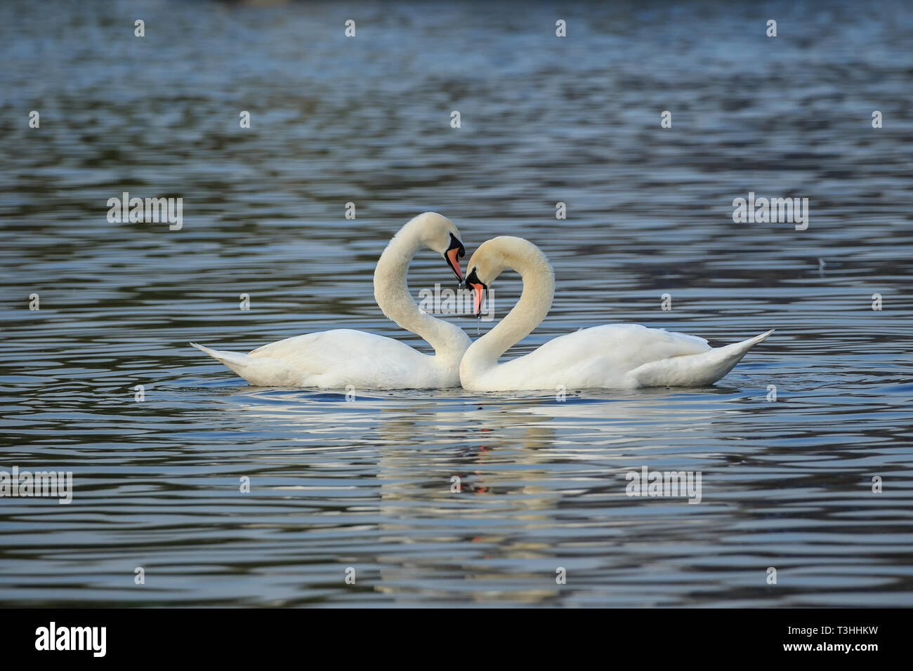 Pond spring animal courtship breeding hi-res stock photography and ...