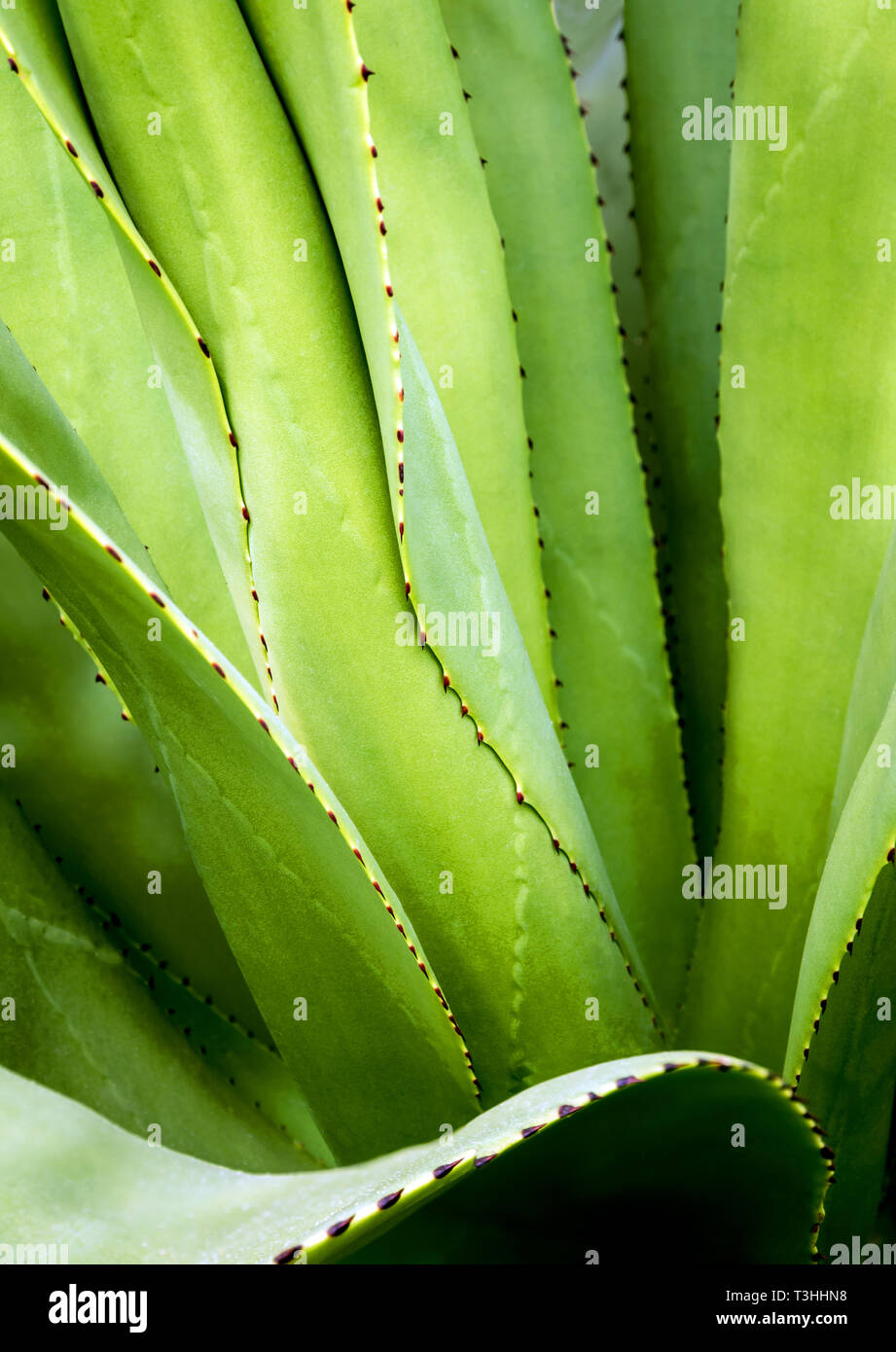 Agave succulent plant, close up white wax on freshness leaves with ...