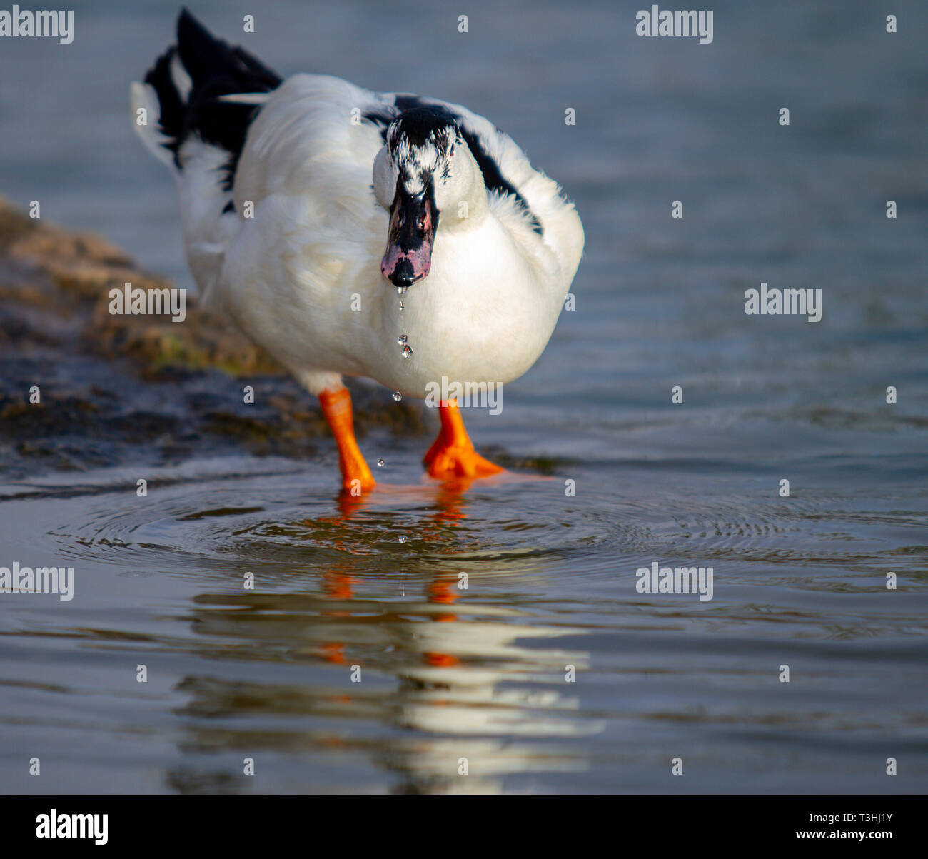 White duck drinking water hi-res stock photography and images - Alamy