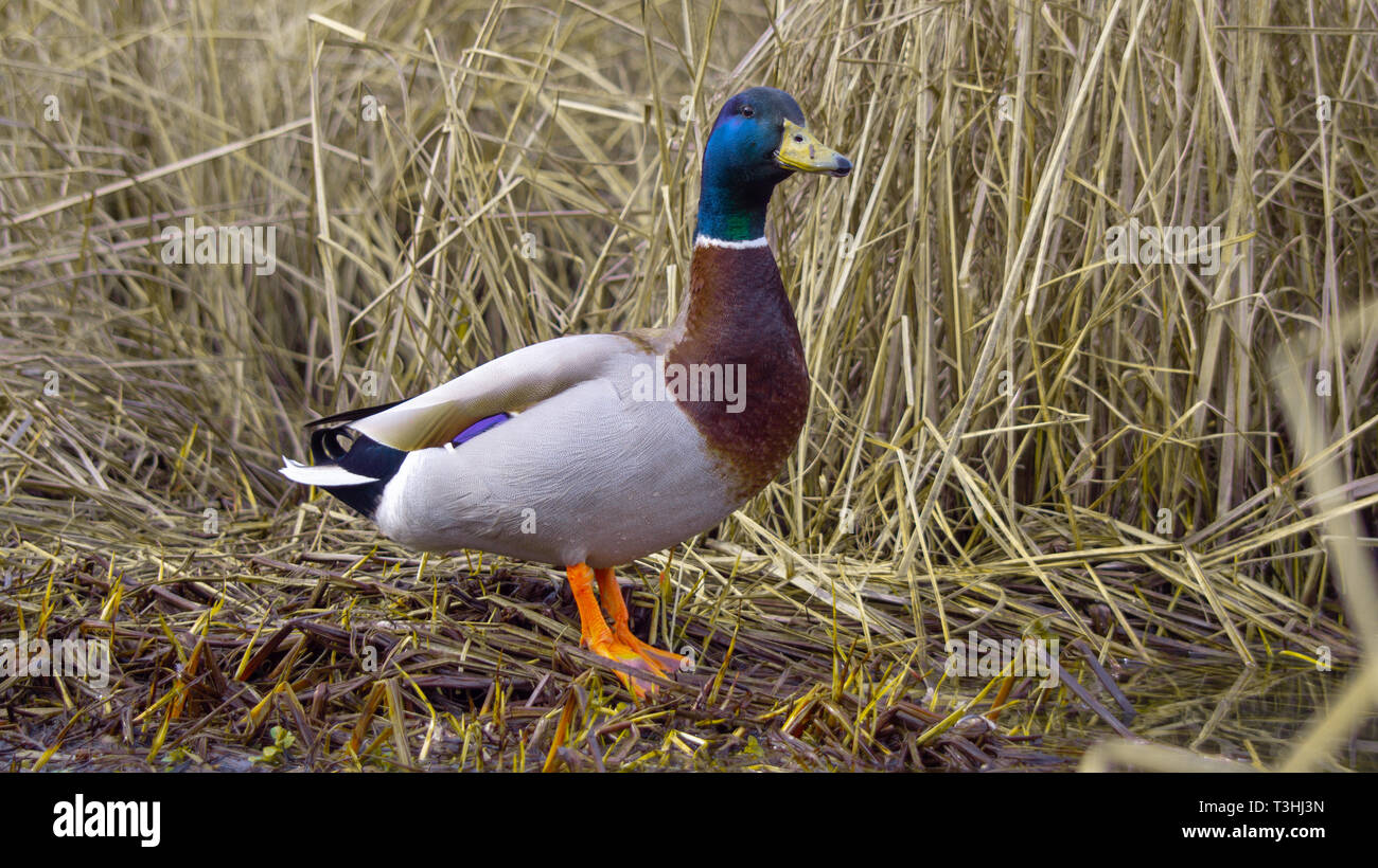 Large male drake mallard close up low angle view Stock Photo - Alamy