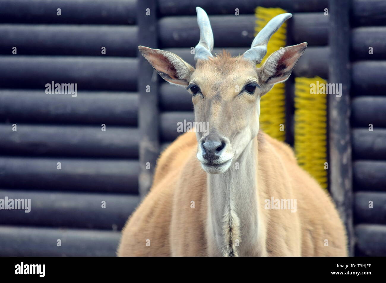 Female common eland antelope hi-res stock photography and images - Alamy