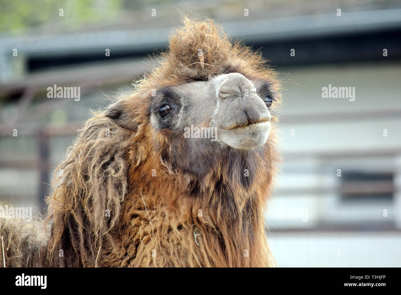 Camelus bactrianus view hi-res stock photography and images - Alamy