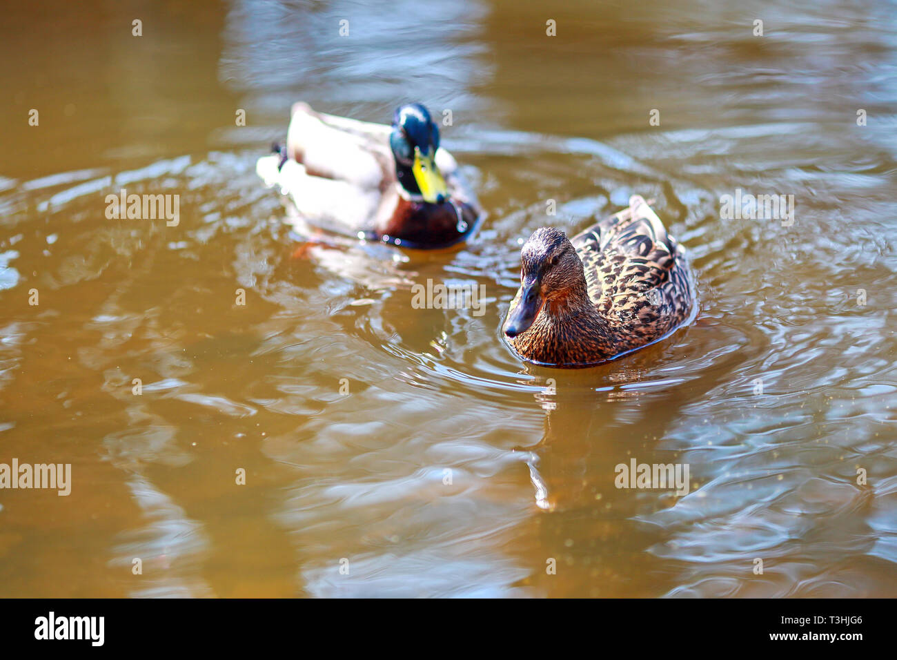 Beautiful natural landscape ducks hi-res stock photography and images ...