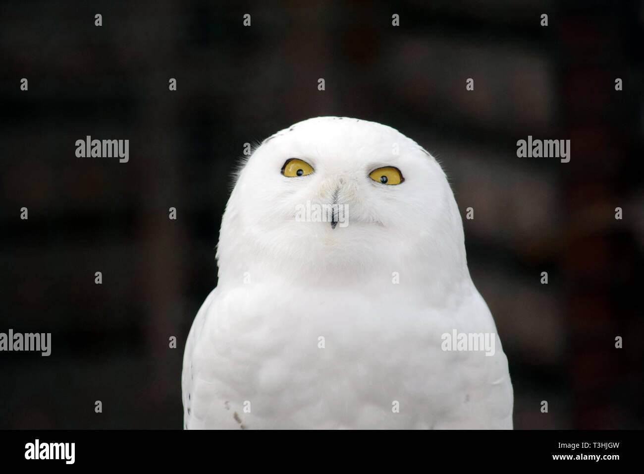 Strix scandiaca hi-res stock photography and images - Alamy