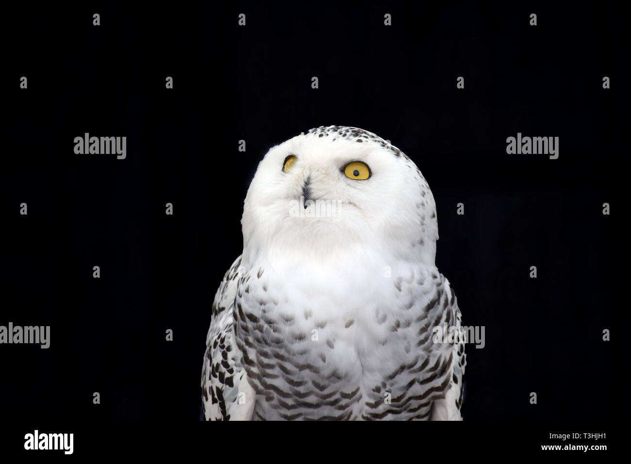 Strix scandiaca hi-res stock photography and images - Alamy