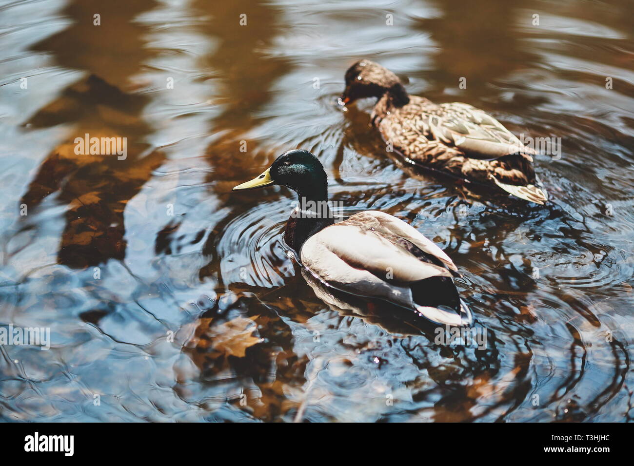 Beautiful natural landscape ducks hi-res stock photography and images ...