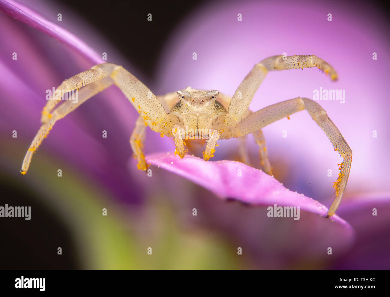 Little yellow Tomisidae Onostus spider walking and posing on a pink ...