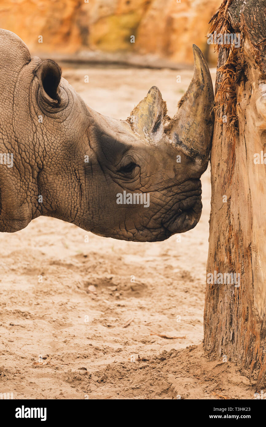 Rhino and tree hi-res stock photography and images - Alamy