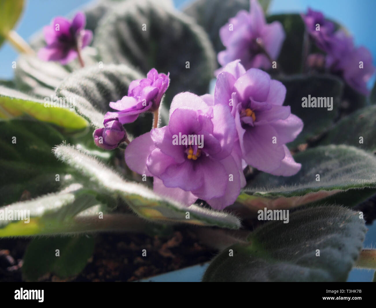 Blossoming violet buds of violets. Flowering plant. Close up Stock ...