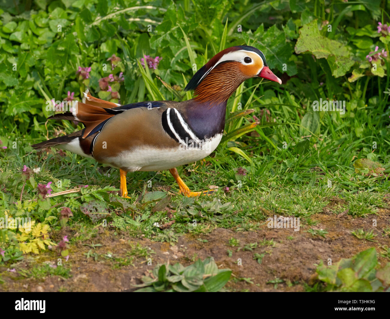 Duck In Flowers High Resolution Stock Photography and Images - Alamy