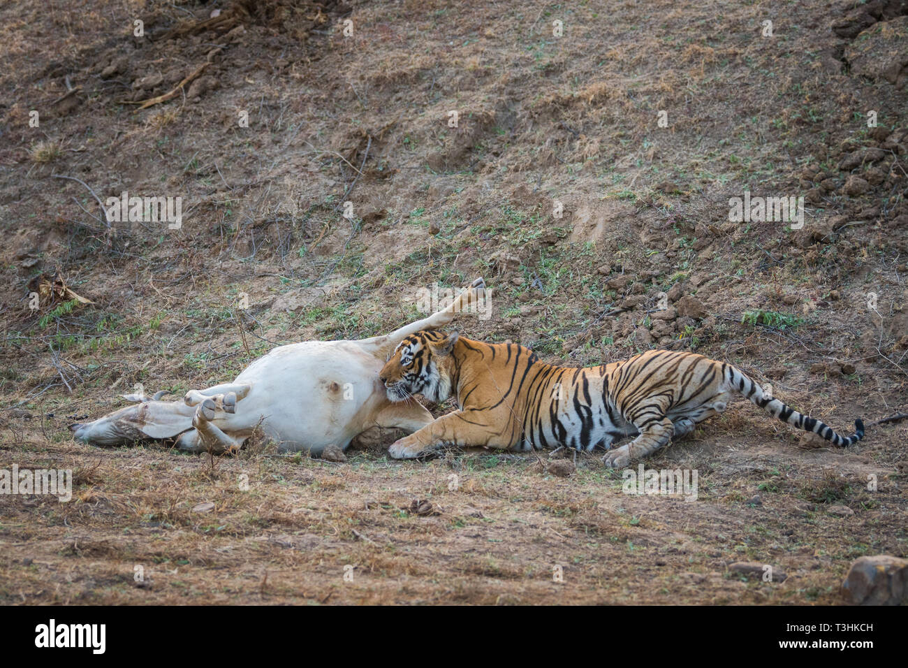 Tiger kill hi-res stock photography and images - Alamy