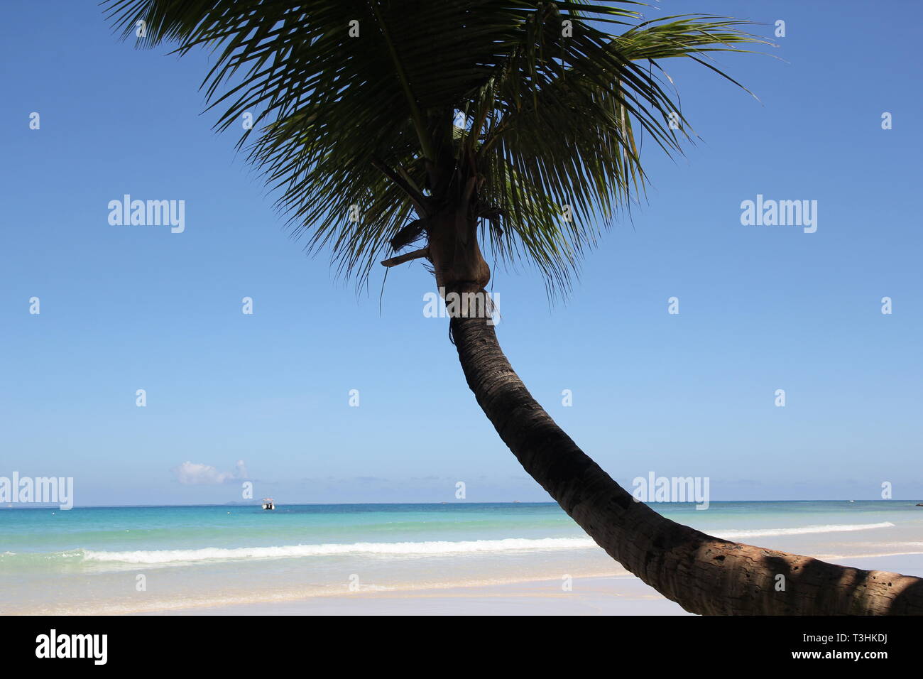 Coco palm tree against blue sky hi-res stock photography and images - Alamy