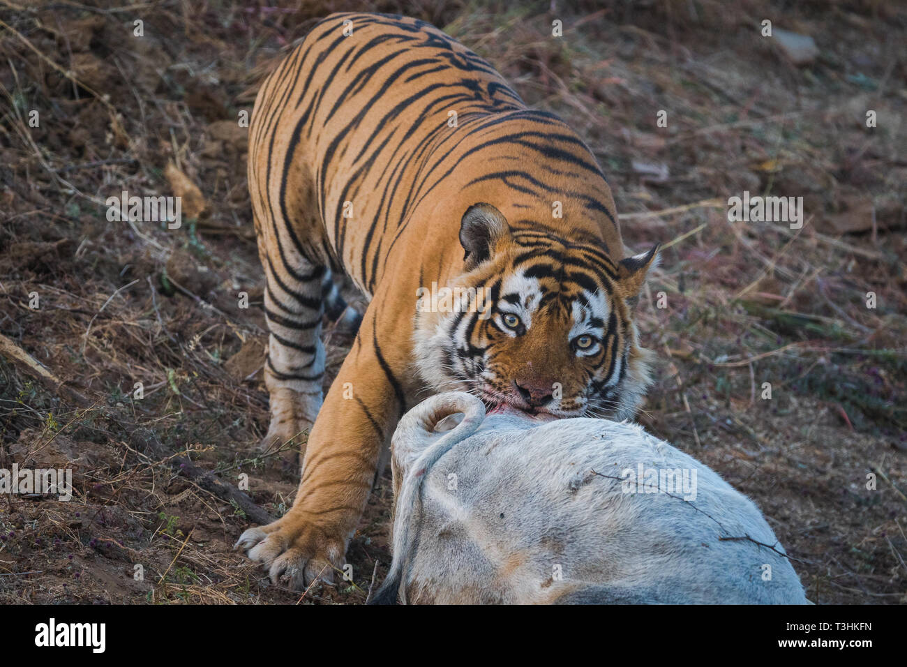 Image of Conservation issue A dominant male tiger killed a domestic ...