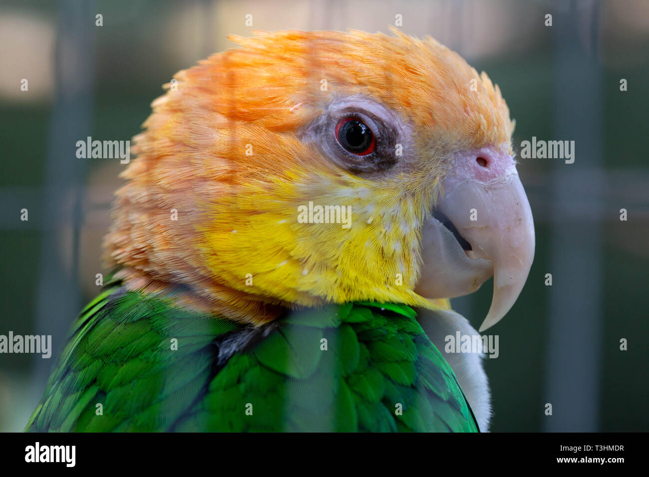 Portrait of rare parrot. Showing expression and eye contact Stock Photo ...
