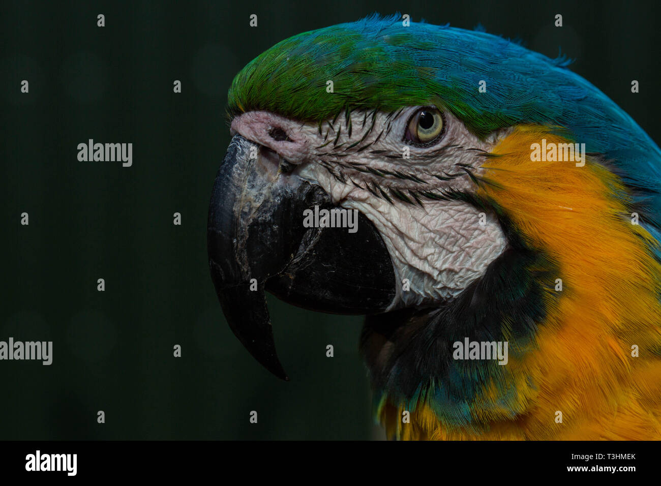 Rare parrot hi-res stock photography and images - Alamy