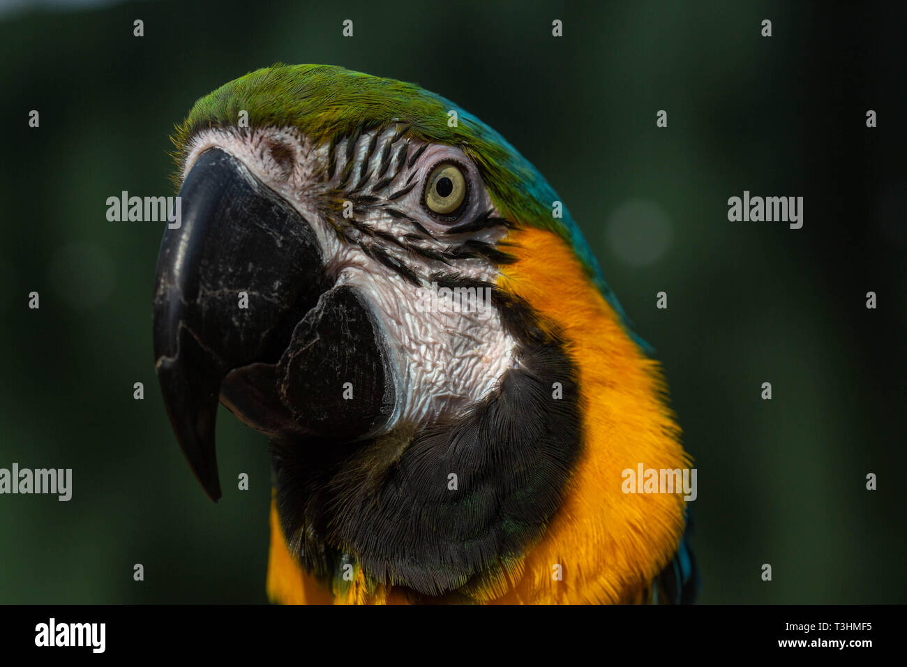 Portrait of rare parrot. Showing expression and eye contact Stock Photo ...