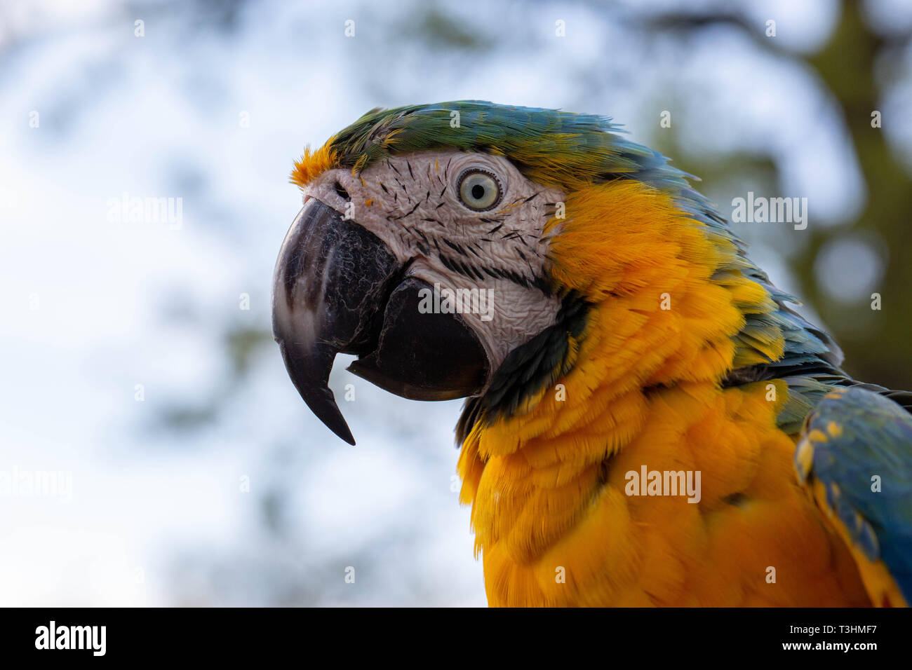 Portrait of rare parrot. Showing expression and eye contact Stock Photo ...