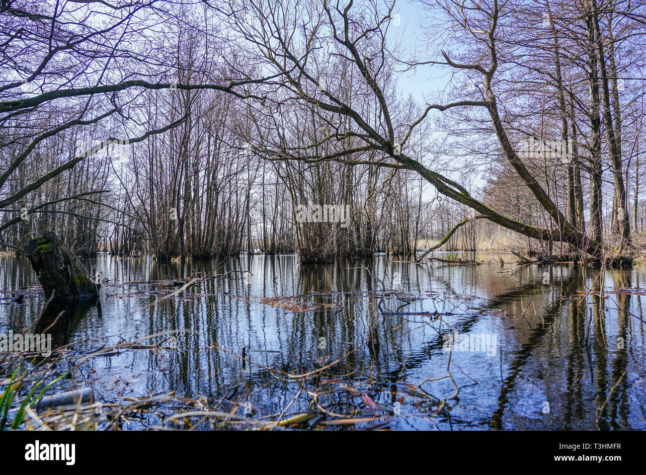 Black alder swamp hi-res stock photography and images - Alamy