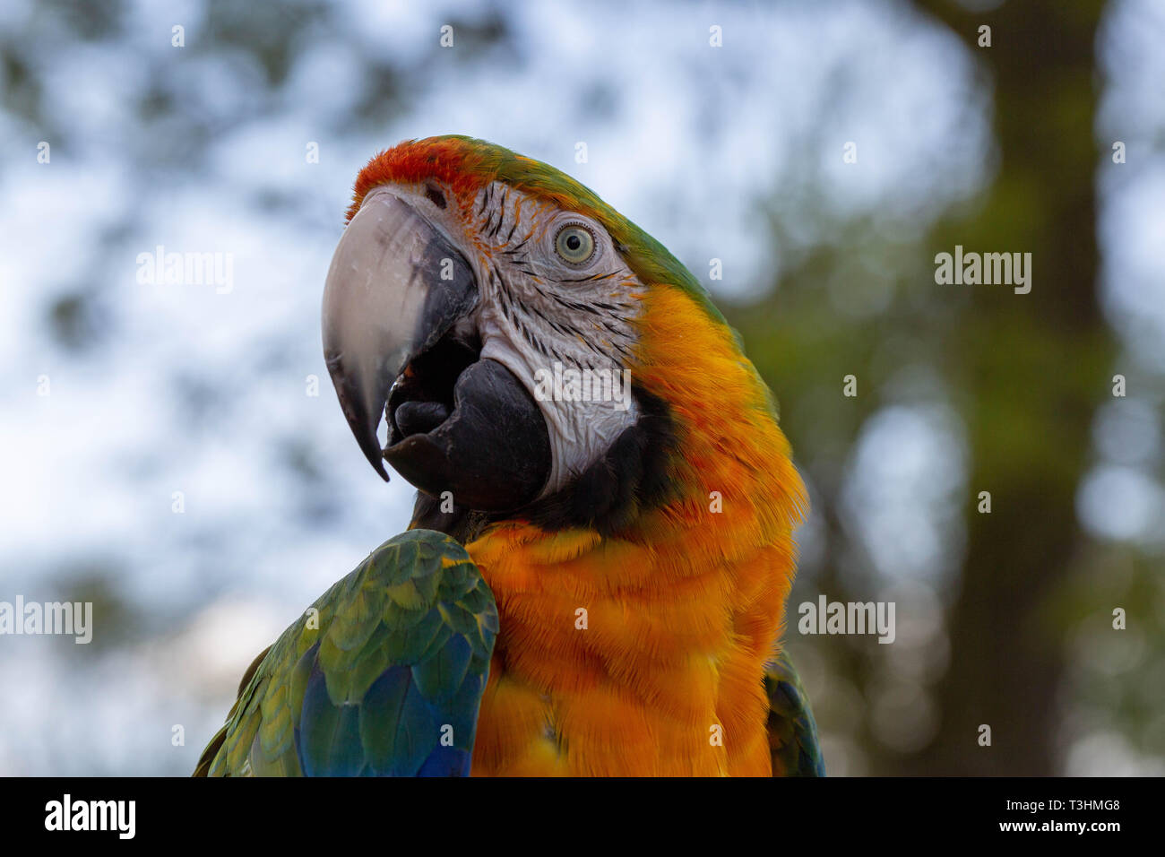 Portrait of rare parrot. Showing expression and eye contact Stock Photo ...