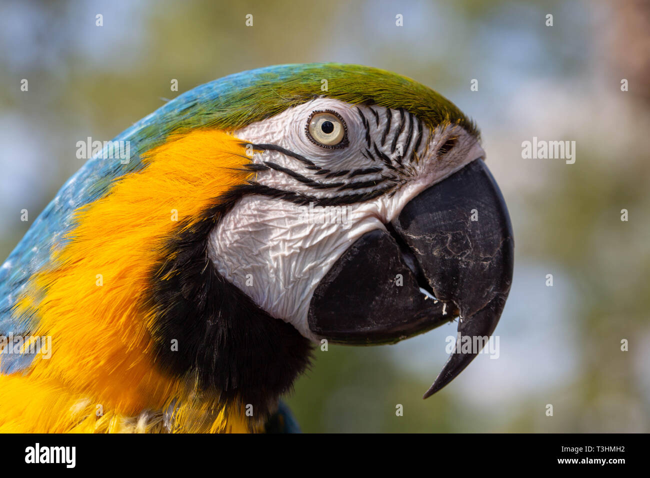 Portrait of rare parrot. Showing expression and eye contact Stock Photo ...