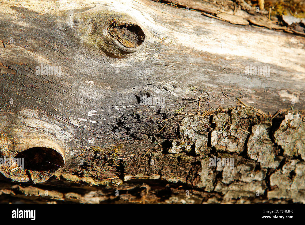 Old fallen rotten wood with holes in the surface .Texture.Background ...