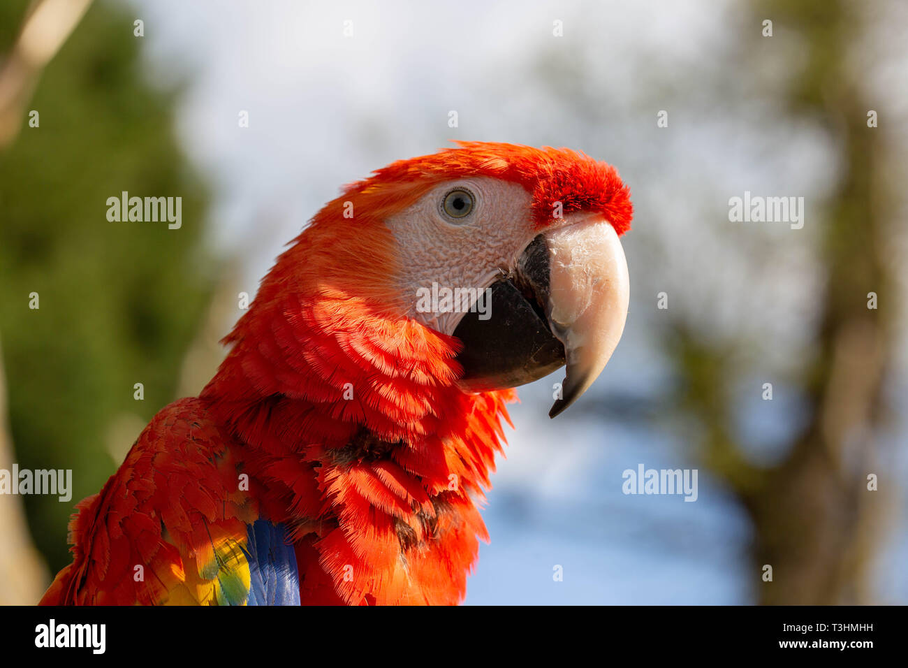Portrait of rare parrot. Showing expression and eye contact Stock Photo ...