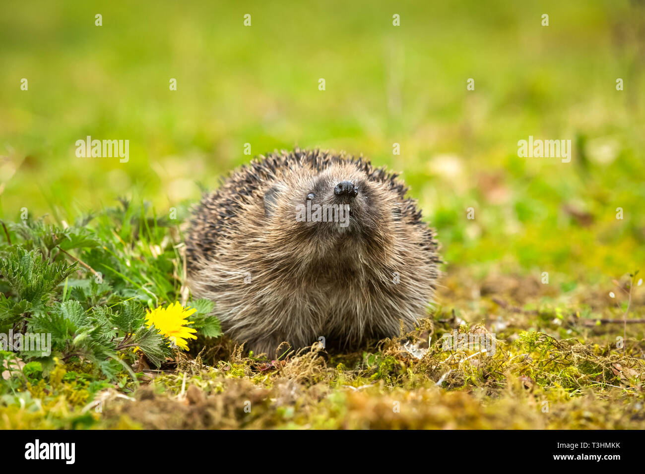 Hedgehog, wild, native, European hedgehog with head raise and teeth ...
